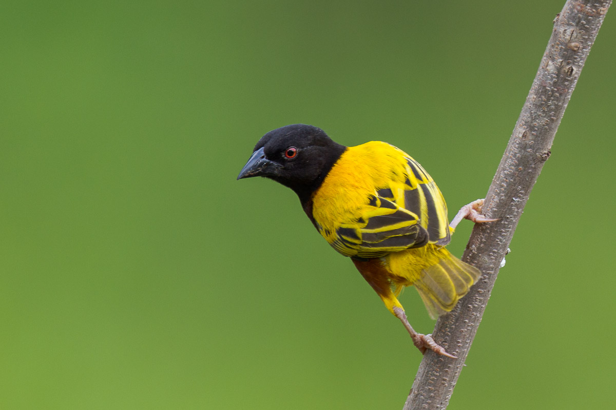 Golden-backed Weaver – Birds of Singapore