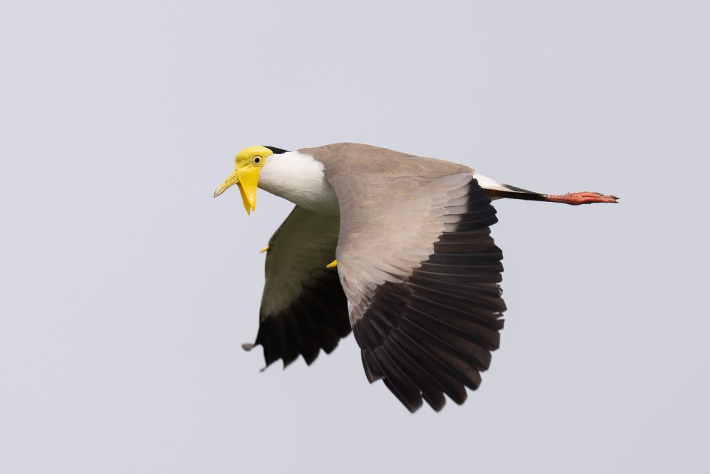 Masked Lapwing – Birds of Singapore