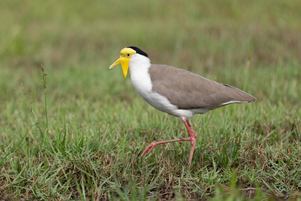 Masked Lapwing – Birds of Singapore