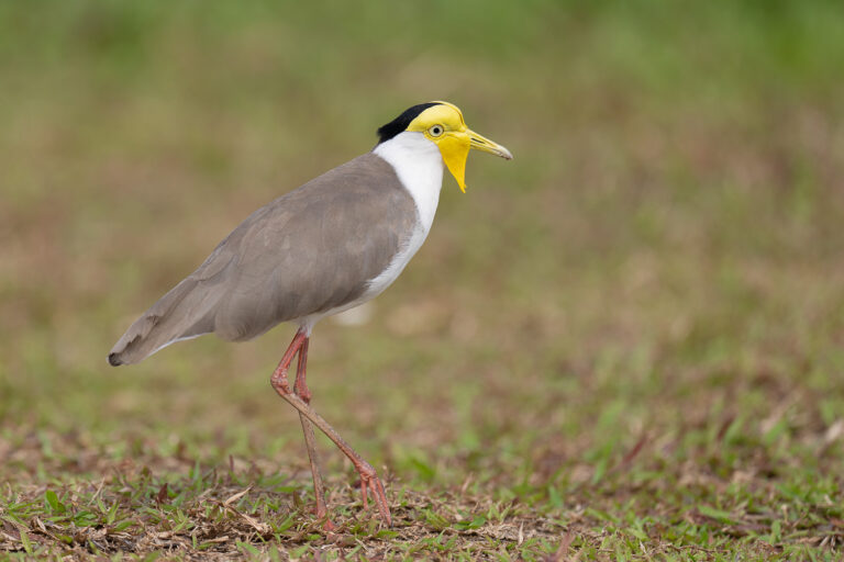 Masked Lapwing – Birds of Singapore