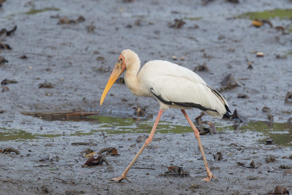 Milky Stork – Birds of Singapore