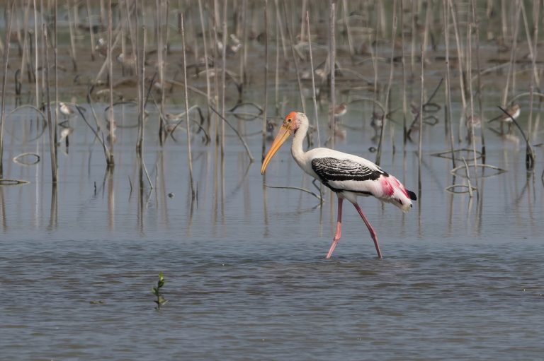 Painted Stork – Birds of Singapore