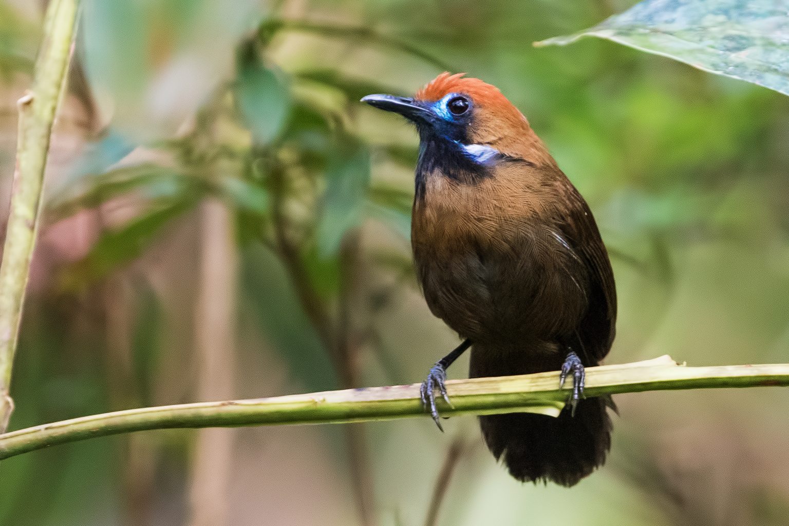 Extinction – what it means for birds in Singapore – Birds of Singapore