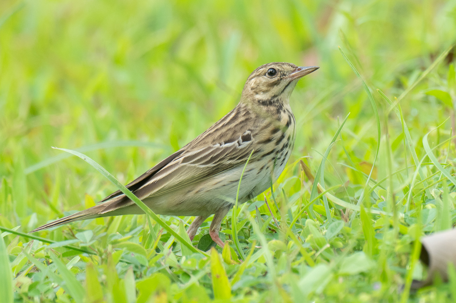 Tree Pipit – Birds of Singapore