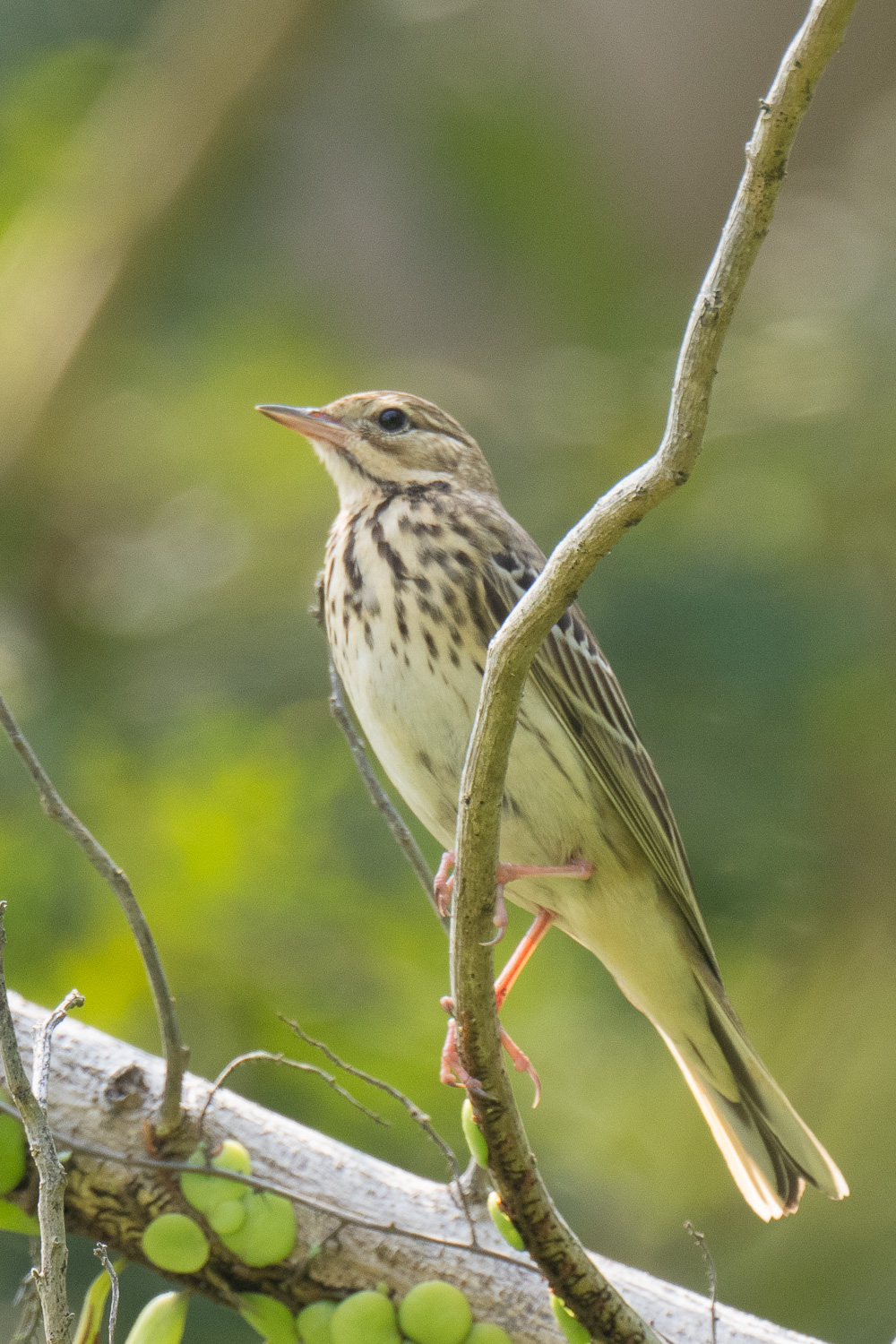 Tree Pipit – Birds of Singapore