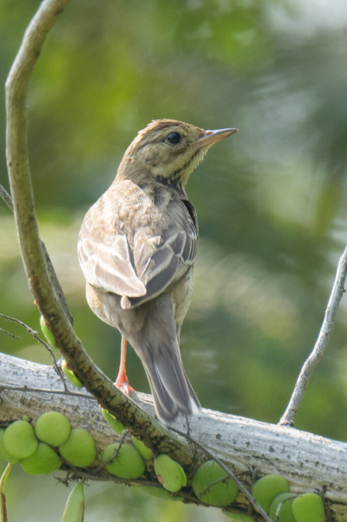 Tree Pipit – Birds of Singapore
