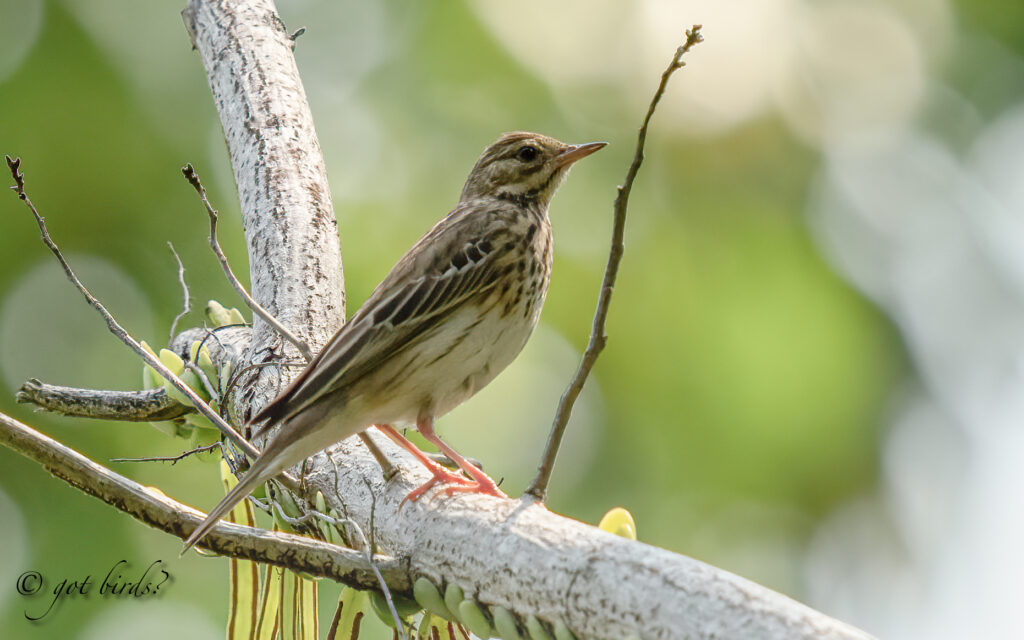 Tree Pipit – Birds of Singapore