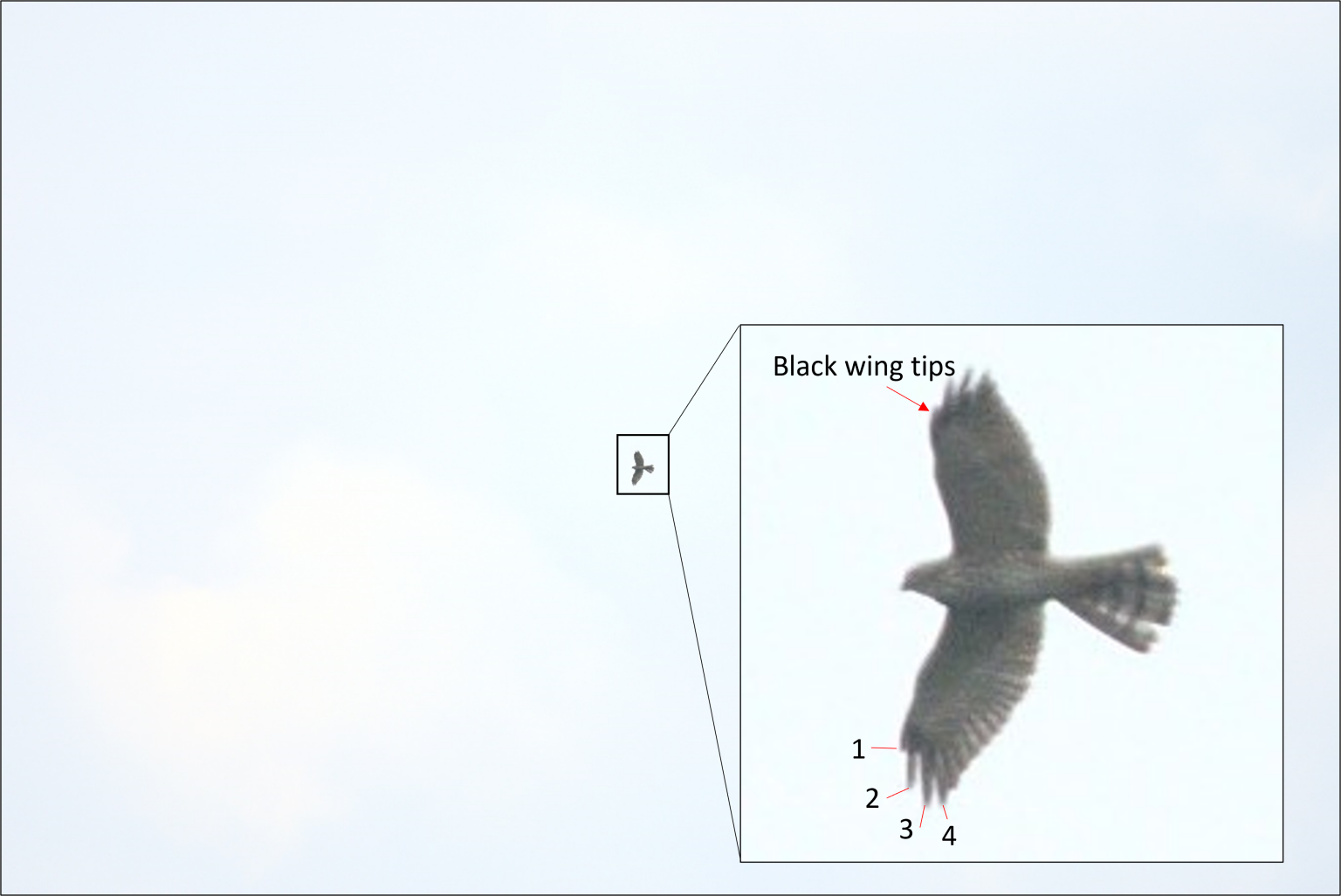 RAP101: How to Identify Common Raptors – Birds of Singapore