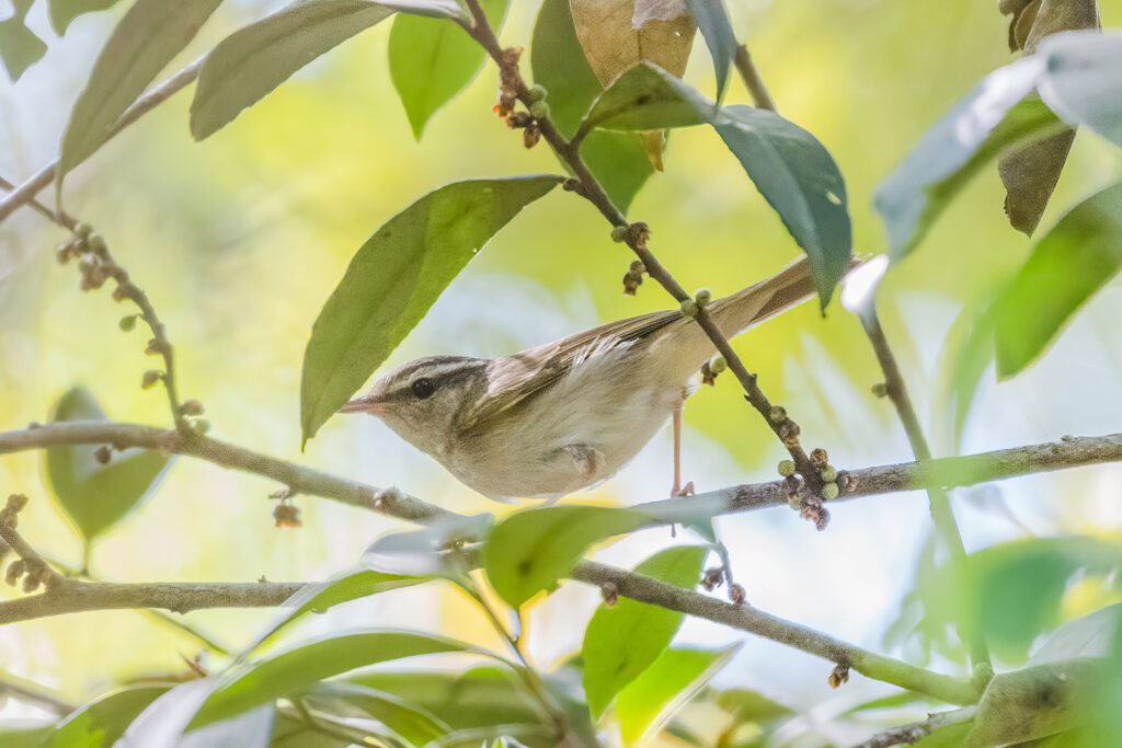Pale-legged Leaf Warbler – Birds of Singapore