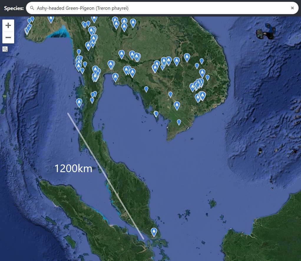 First occurrence of an Ashy-headed Green Pigeon in Singapore – Birds of ...