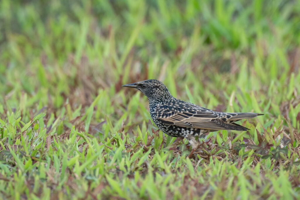 Common Starling – Singapore Birds Project
