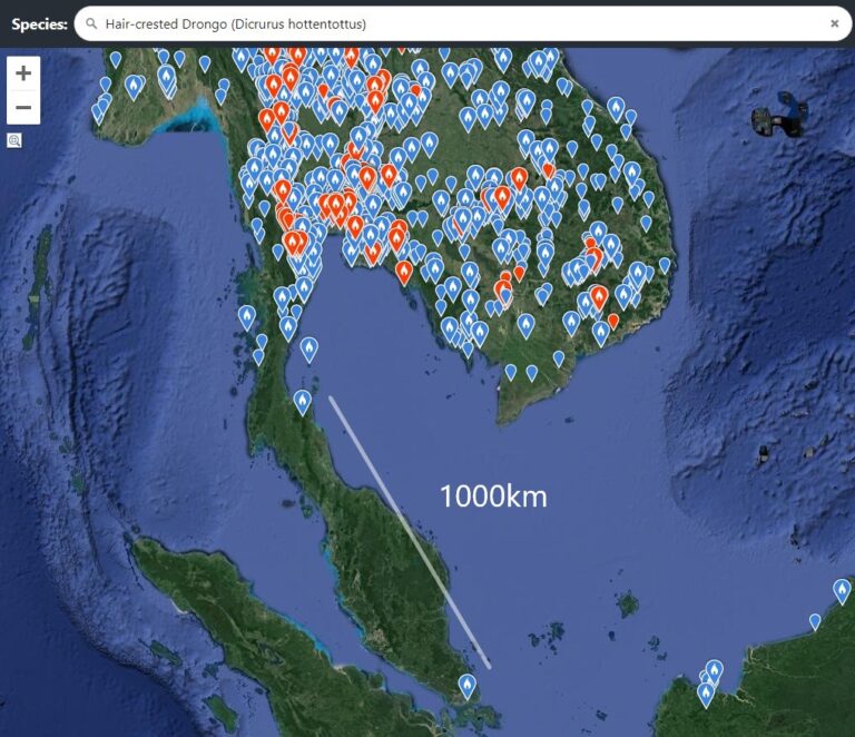 First occurrence of an Ashy-headed Green Pigeon in Singapore – Birds of ...