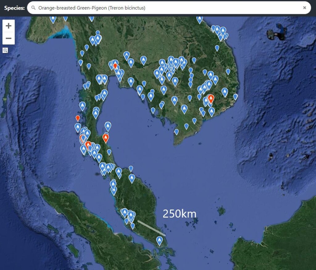 First occurrence of an Ashy-headed Green Pigeon in Singapore – Birds of ...