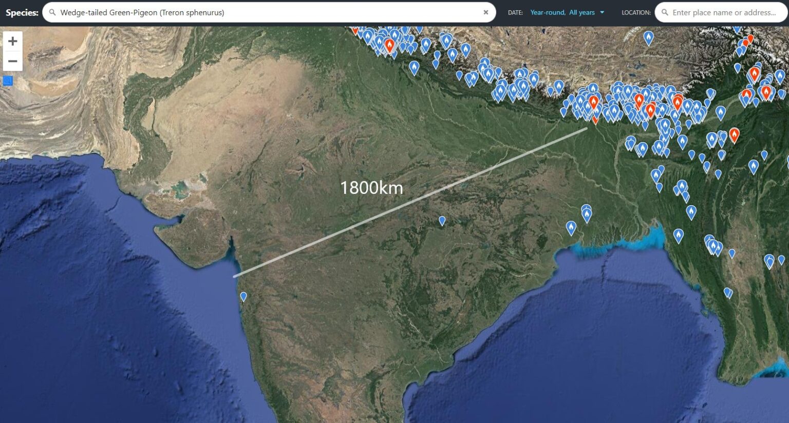 First occurrence of an Ashy-headed Green Pigeon in Singapore – Birds of ...