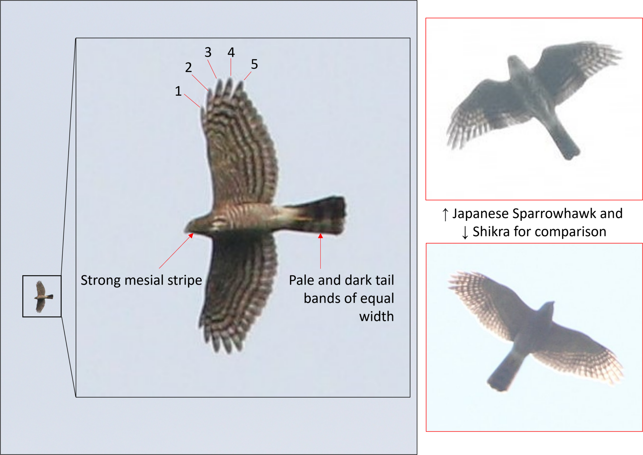 RAP201: How to Identify Uncommon Raptors – Birds of Singapore