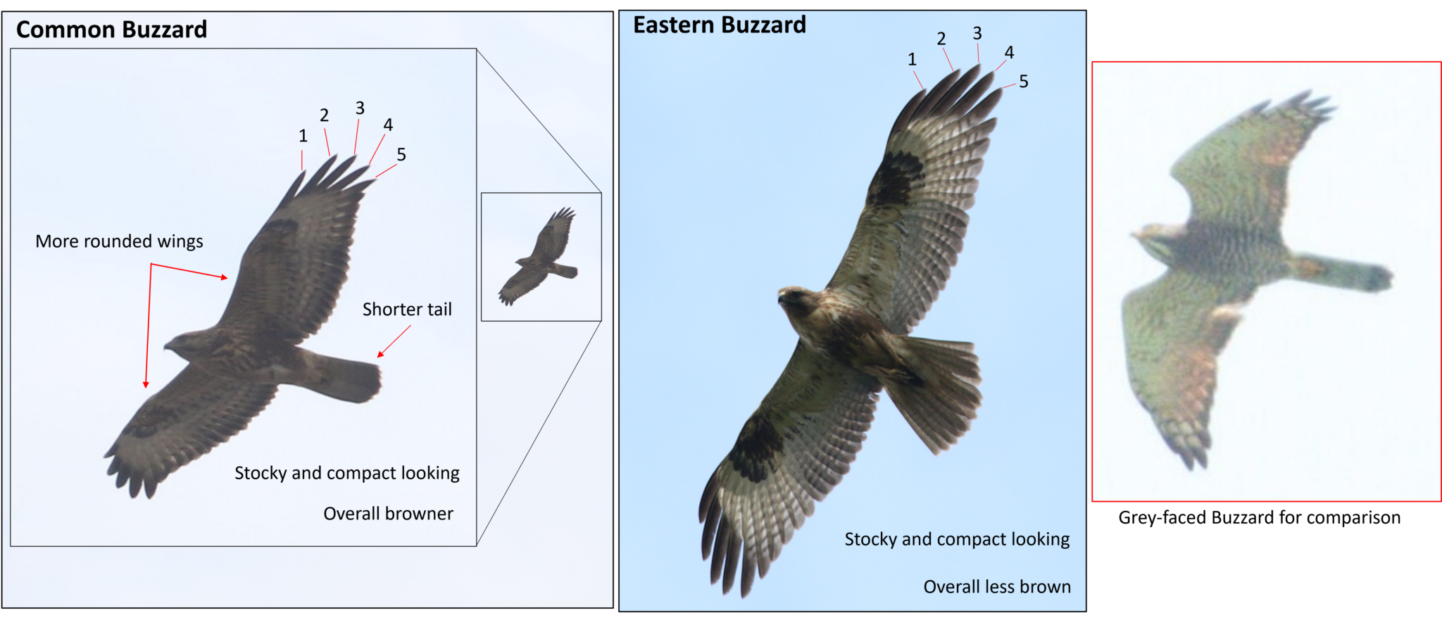 RAP201: How to Identify Uncommon Raptors – Birds of Singapore