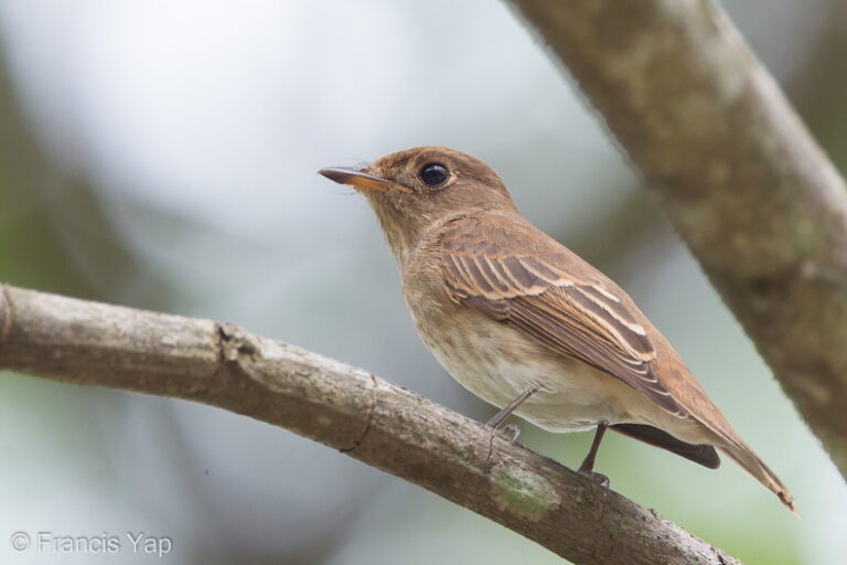 FLY201: An overview of brown flycatchers in Muscicapidae – Birds of ...