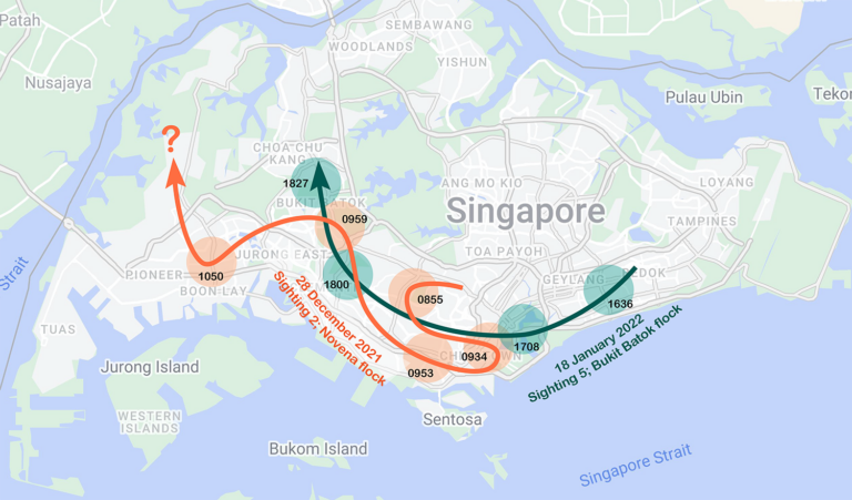 Blog – Singapore Birds Project
