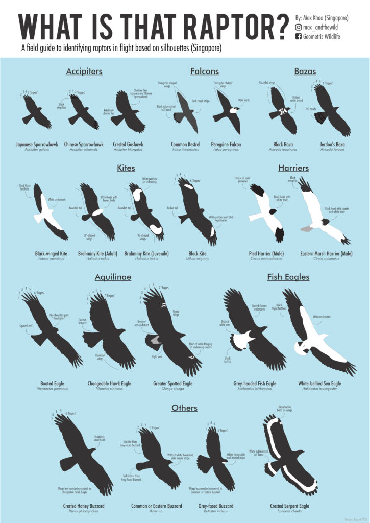 RAP301: What is that raptor? – Birds of Singapore