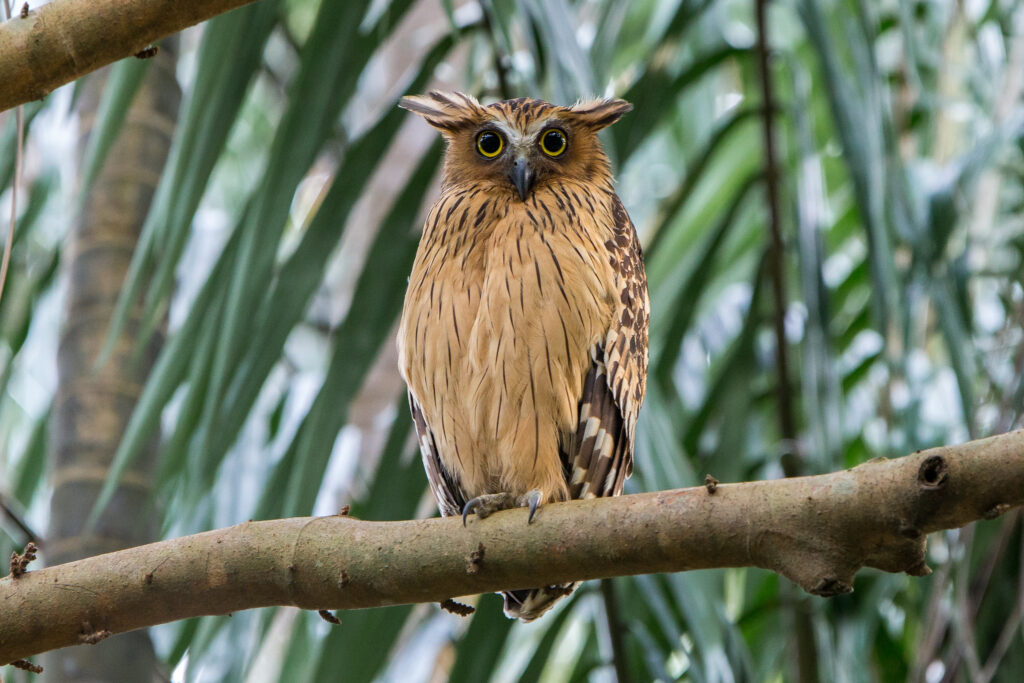 5 owl calls to know before your next night walk – Birds of Singapore