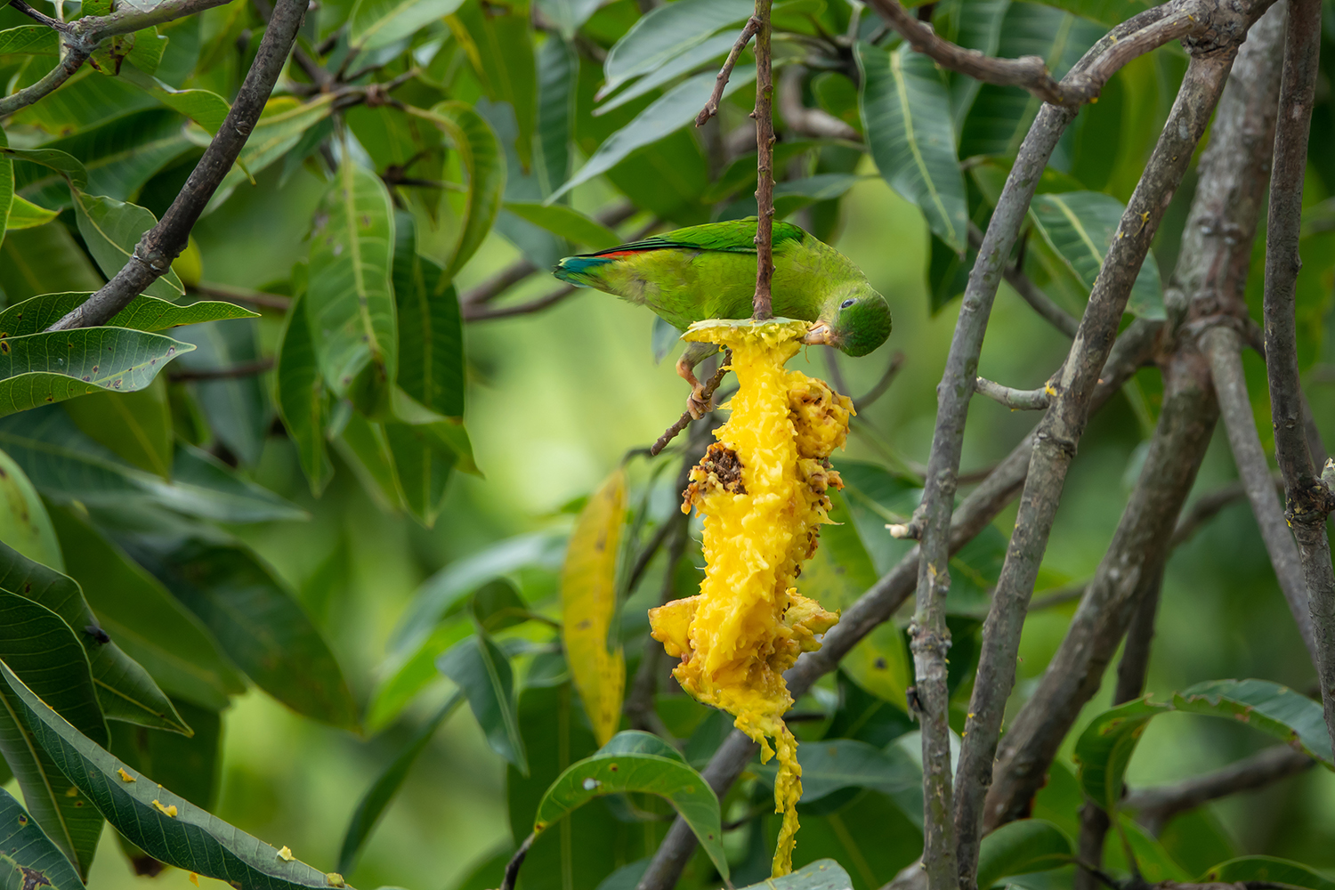 Truly Singaporean Parrots: Queueing for the Good Stuff – Birds of Singapore