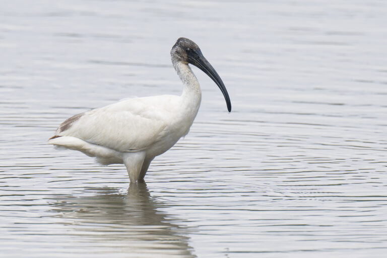 Black-headed Ibis – Birds of Singapore