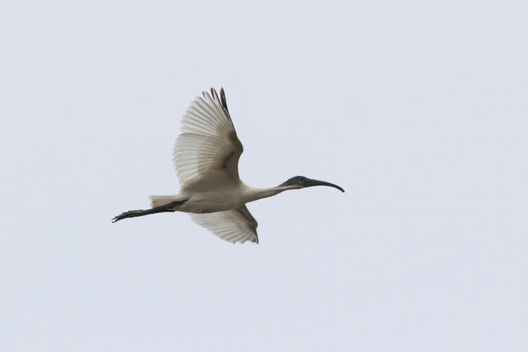 Black-headed Ibis – Birds of Singapore