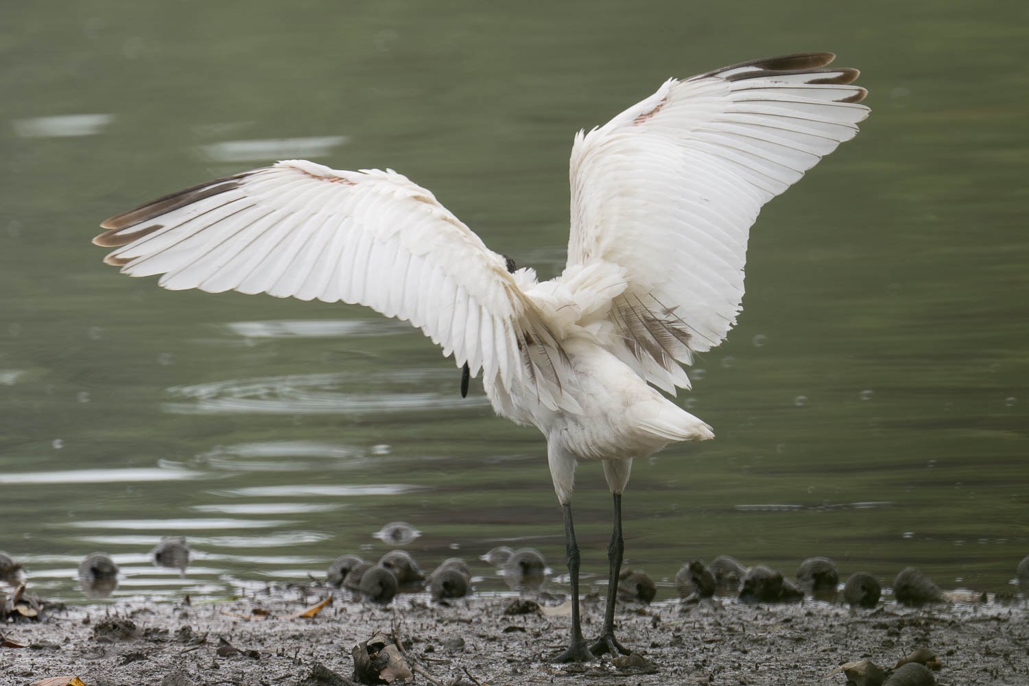 Singapore’s first wild Black-headed Ibis – Birds of Singapore