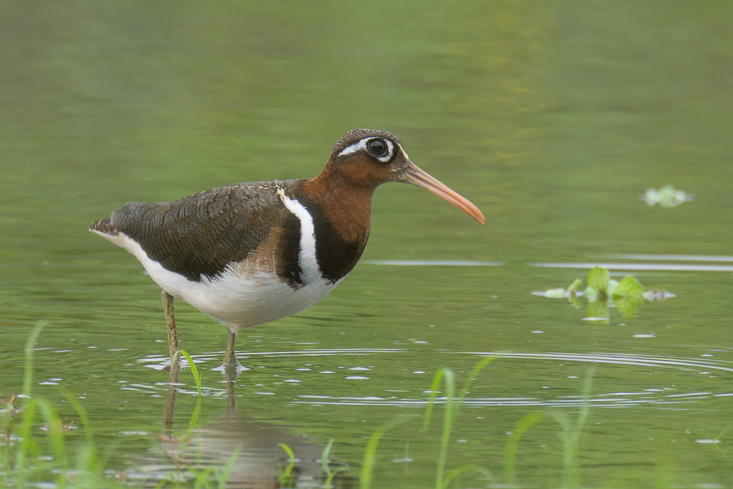 Greater Painted-snipe – Birds of Singapore