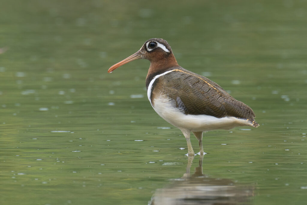 Greater Painted-snipe – Birds of Singapore