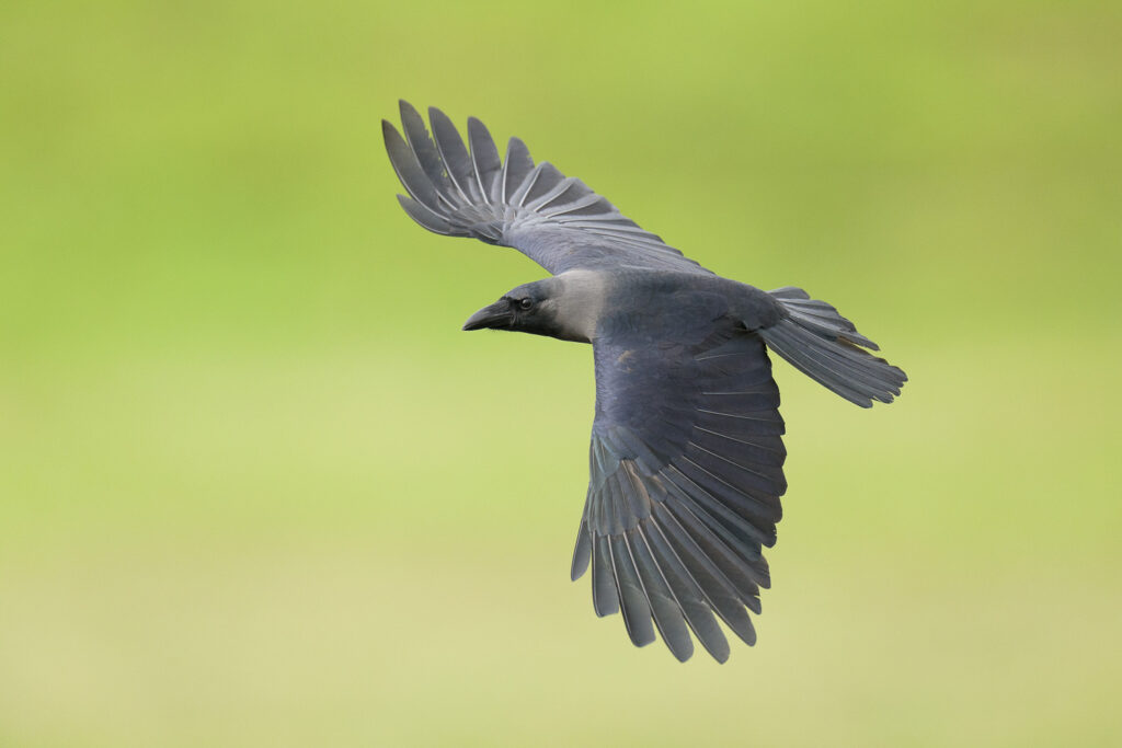 House Crow – Birds of Singapore