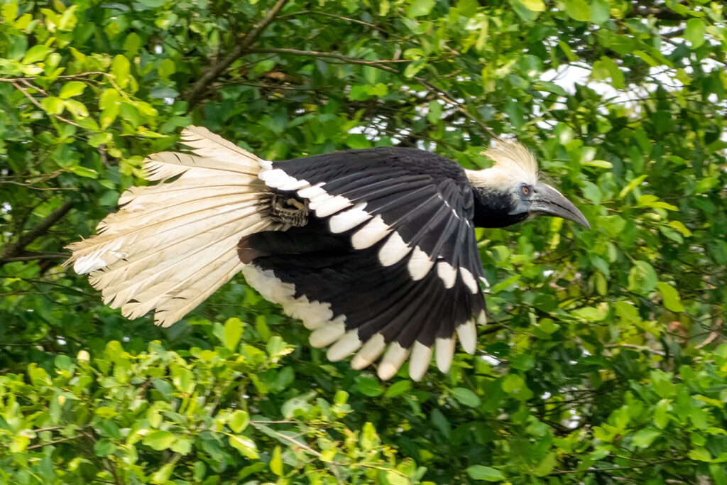 White-crowned Hornbill – Birds of Singapore