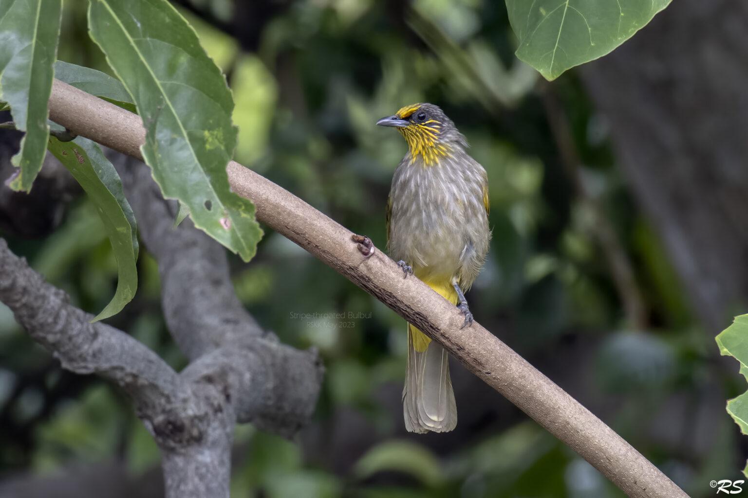 Status of the Stripe-throated Bulbul in Singapore – Birds of Singapore