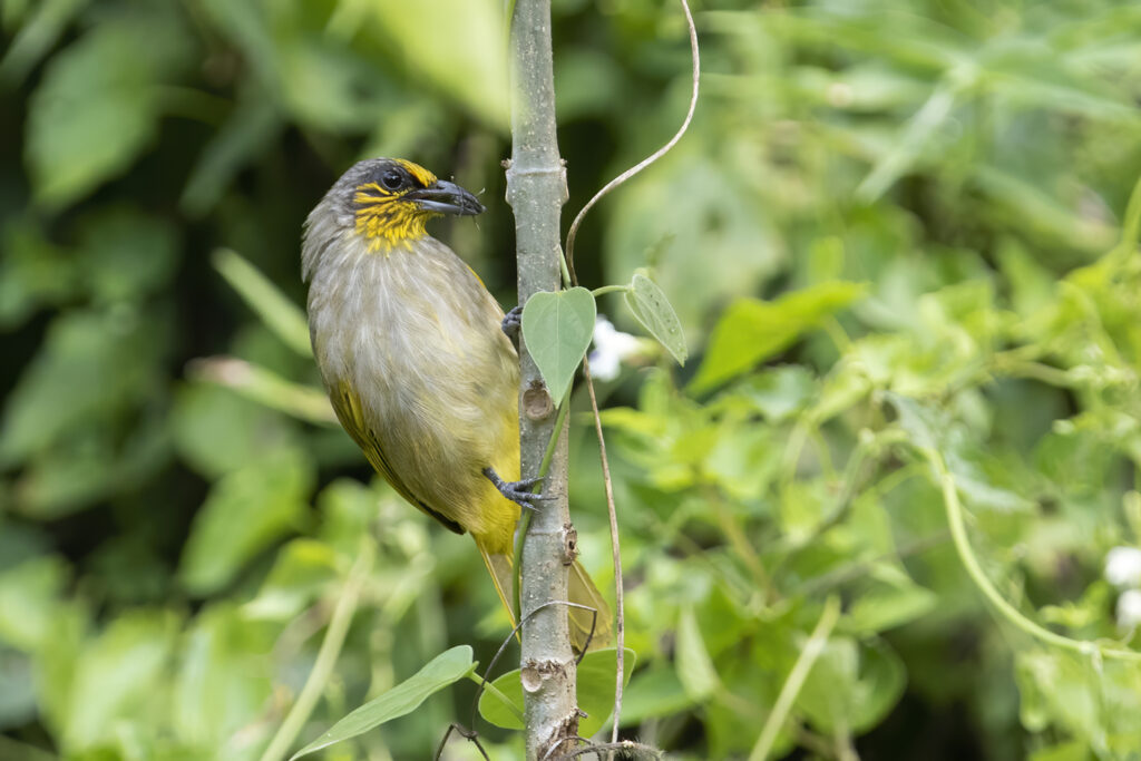 Stripe-throated Bulbul – Birds of Singapore