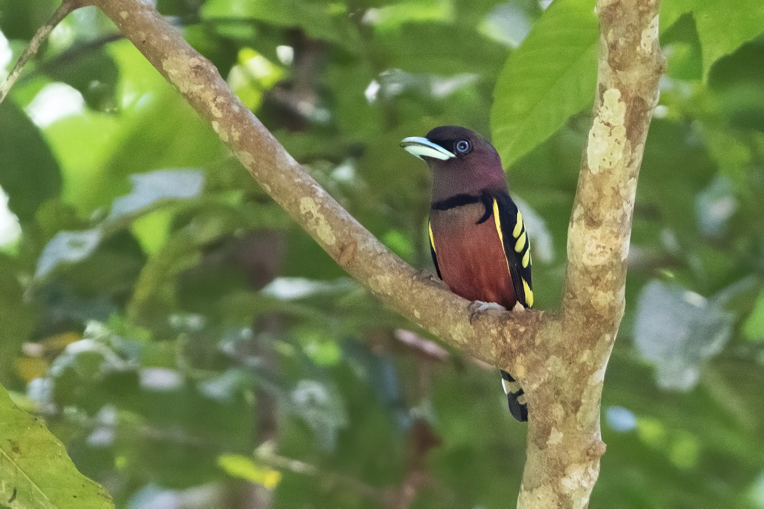 Broadbills in Singapore – Birds of Singapore