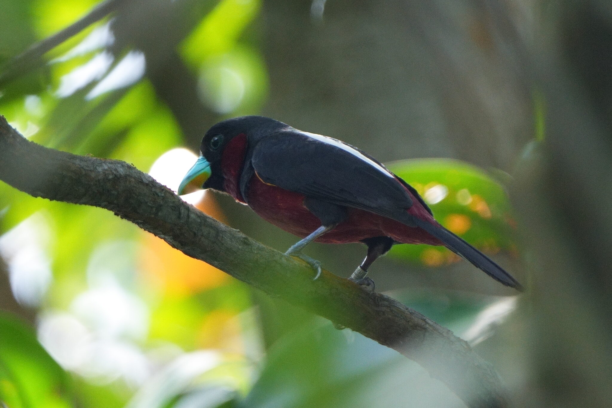 Broadbills in Singapore – Birds of Singapore