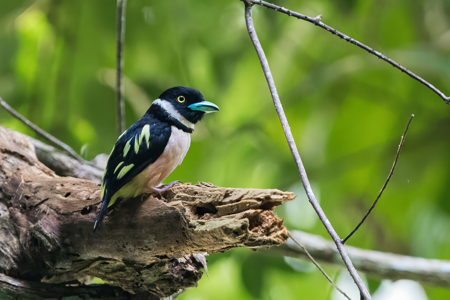 Broadbills in Singapore – Birds of Singapore