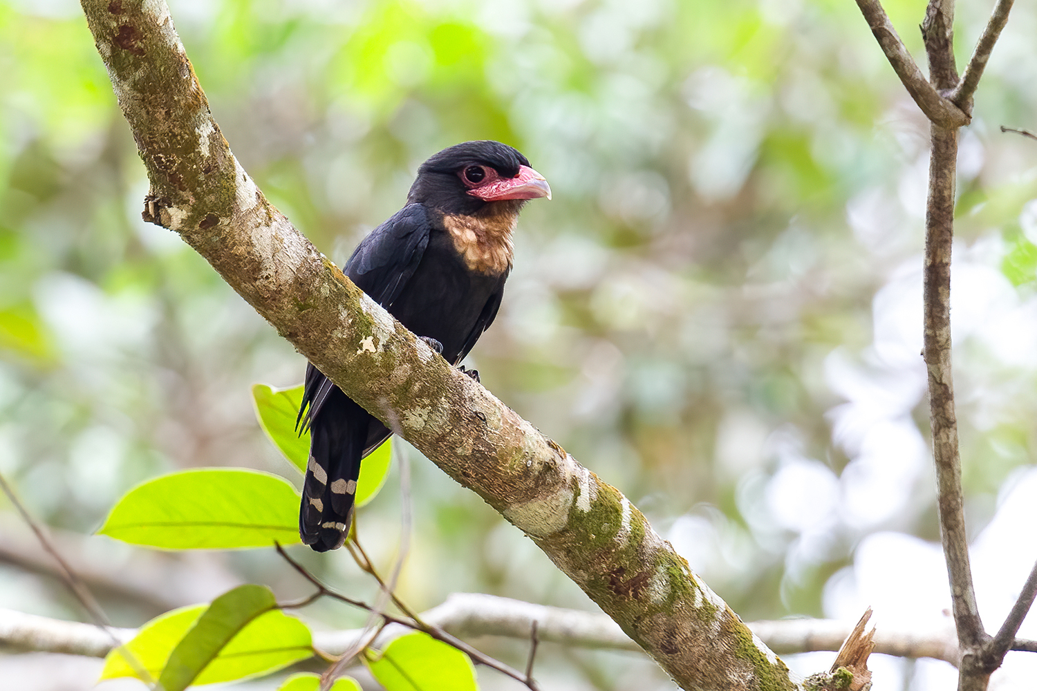 Broadbills in Singapore – Birds of Singapore