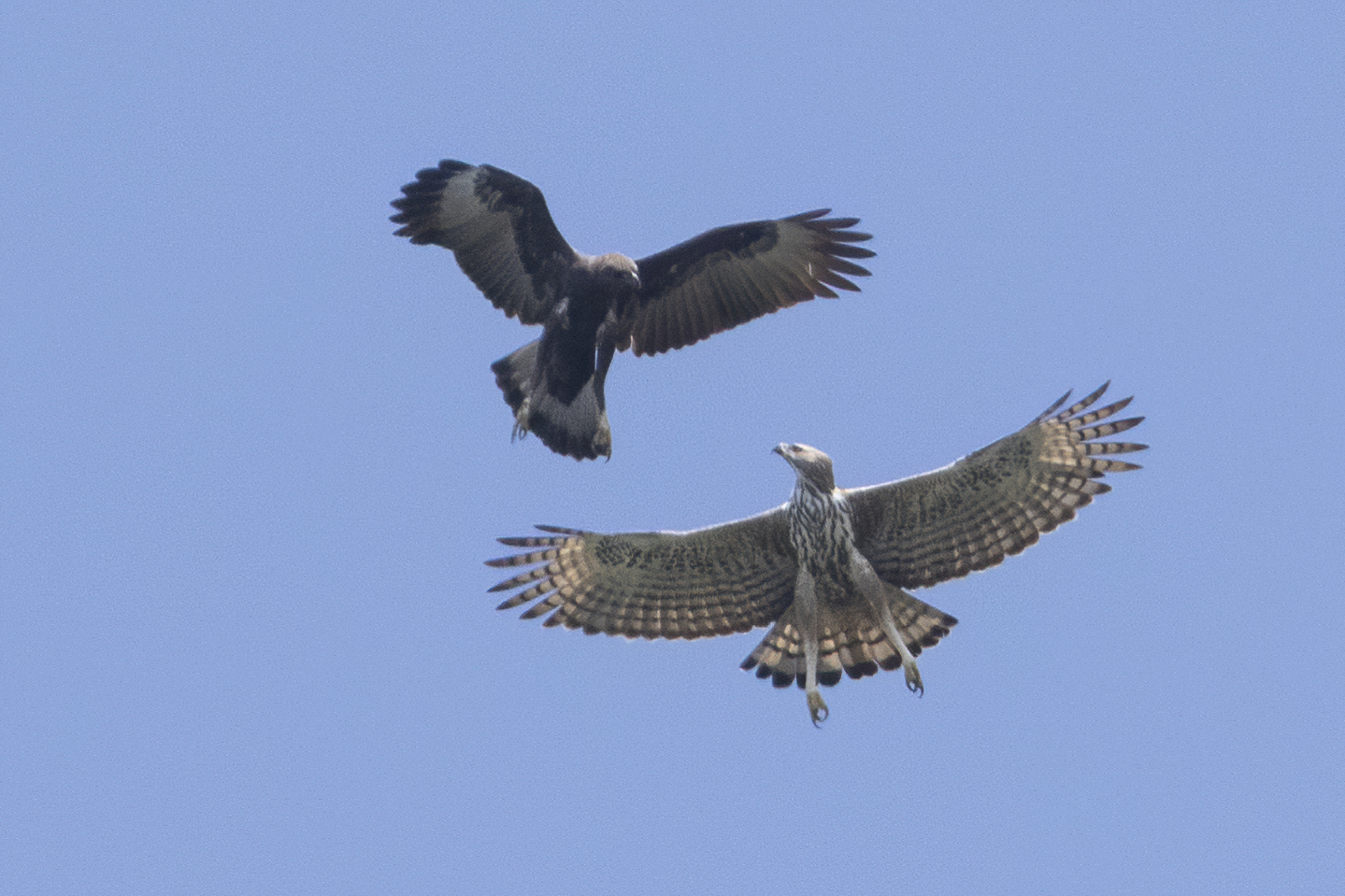 Changeable Hawk-Eagle – Birds of Singapore