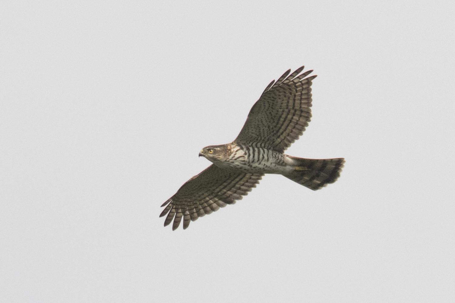 Japanese Sparrowhawk – Birds of Singapore