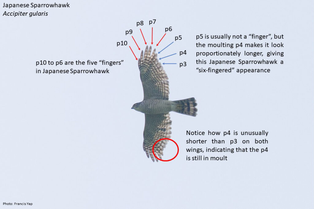Primary bars – an unnoticed identification feature in sparrowhawks ...