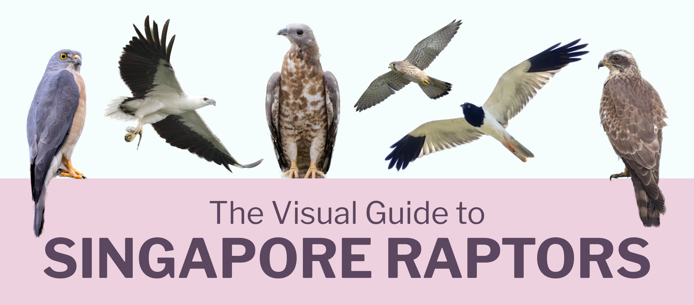 Introducing the Visual Guide to Singapore Raptors – Birds of Singapore