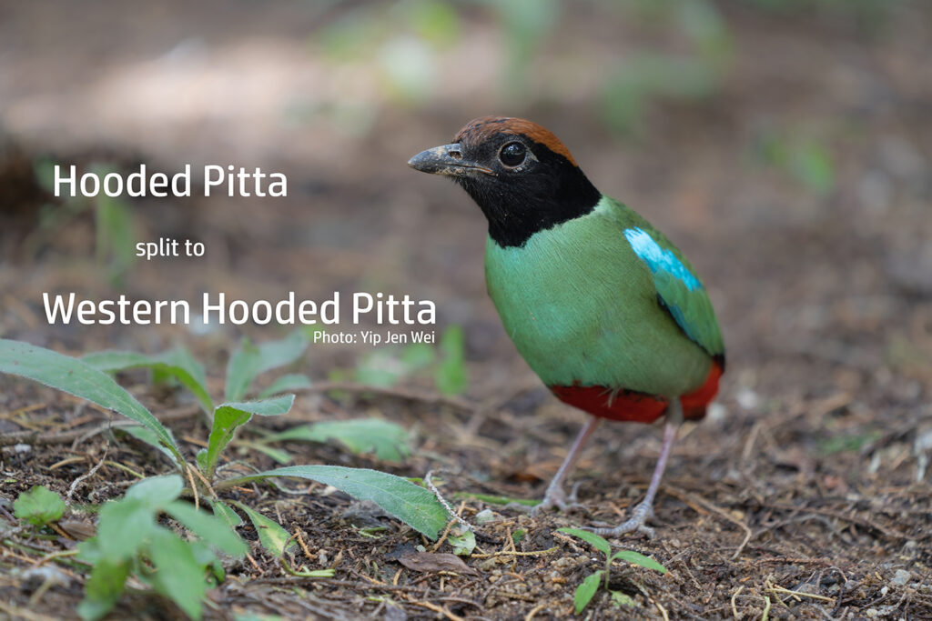 About the upcoming name changes in local birds – Birds of Singapore