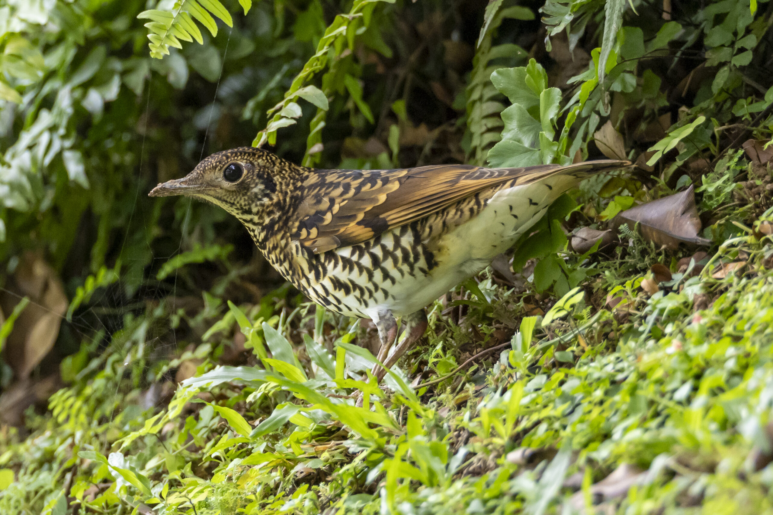 White’s Thrush – Birds of Singapore