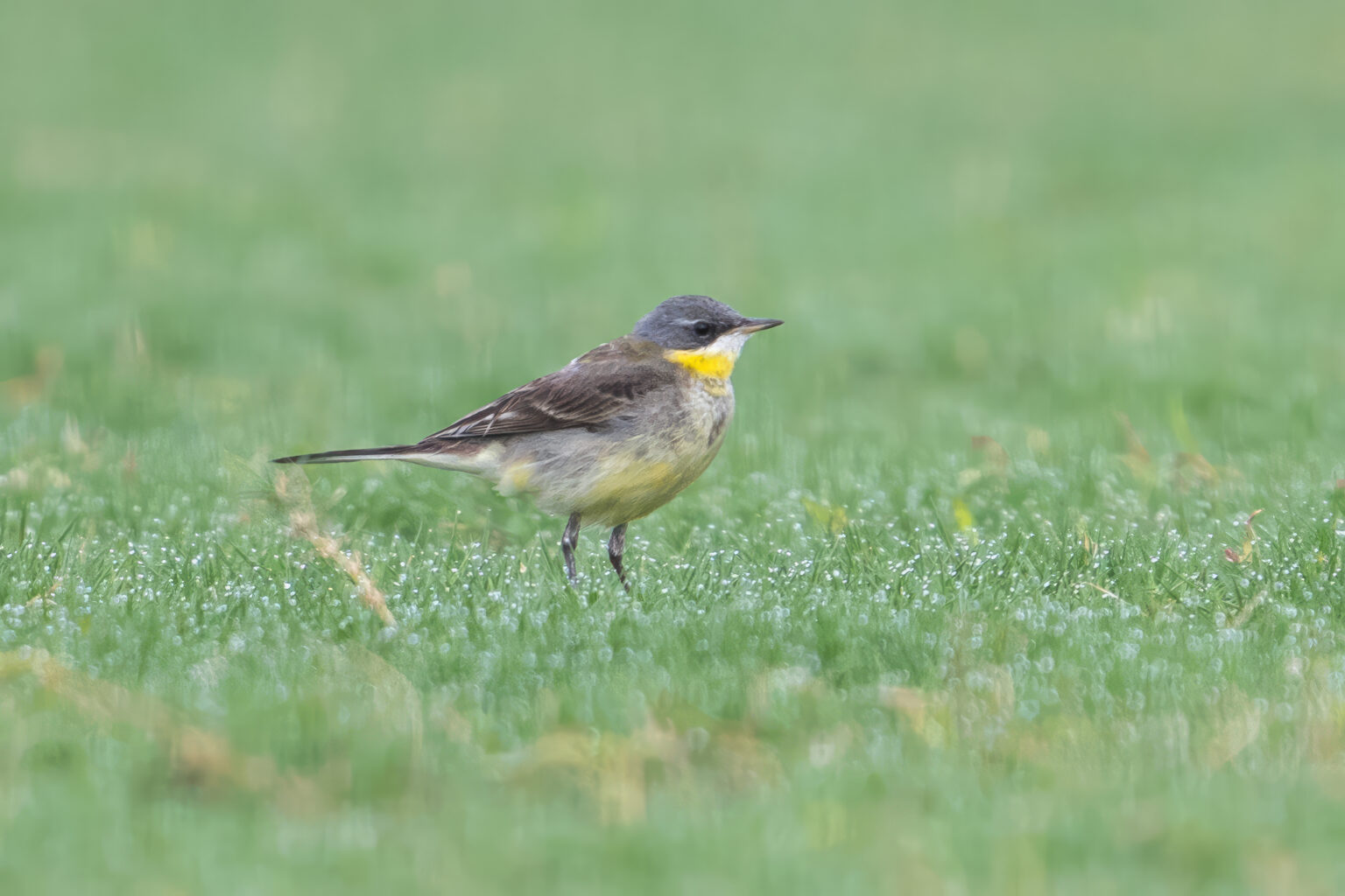 Identifying Birds