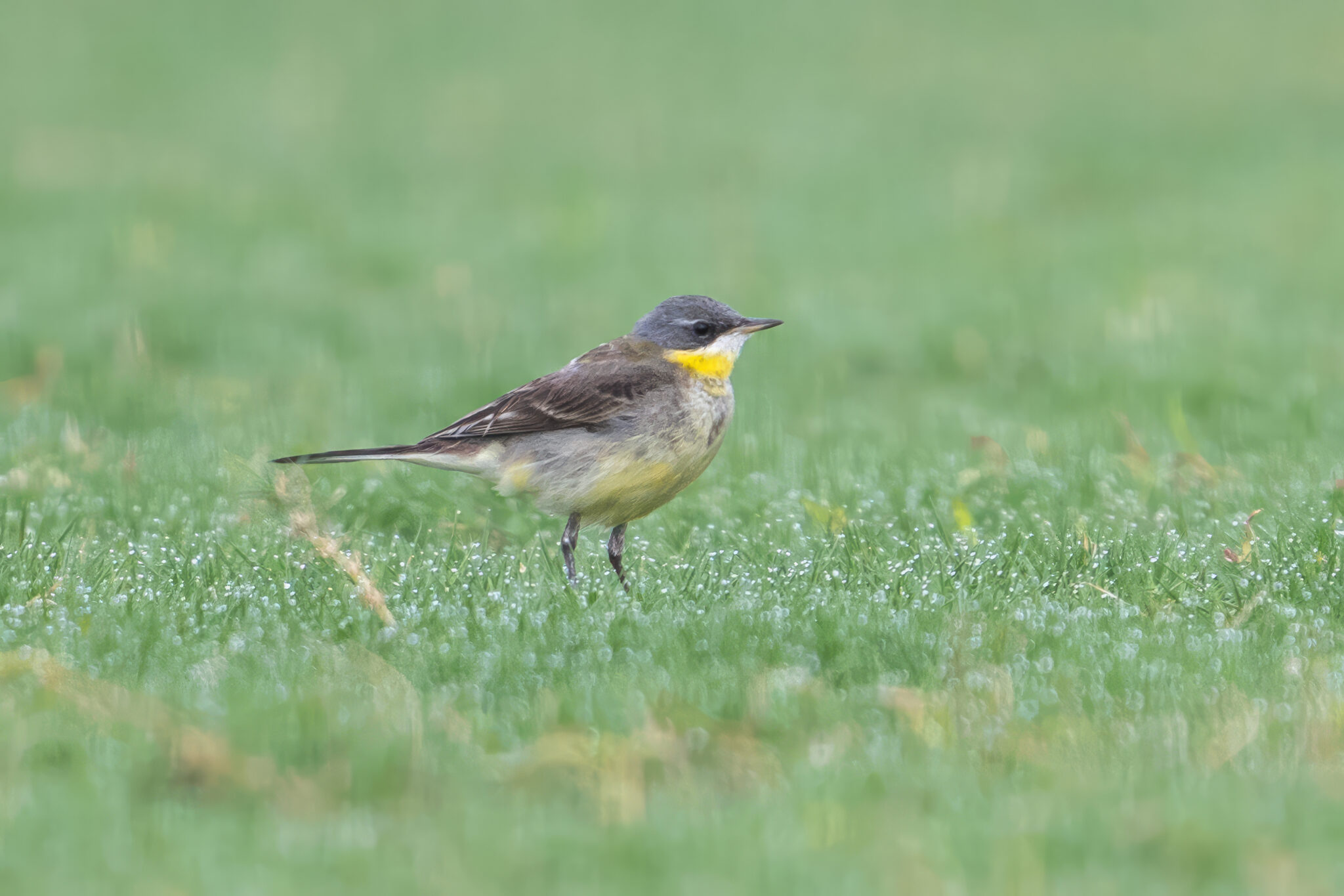 Subspecies identification of Eastern Yellow Wagtail in Singapore ...