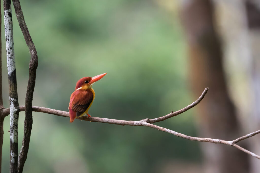 Rufous-backed Dwarf Kingfisher – Birds of Singapore