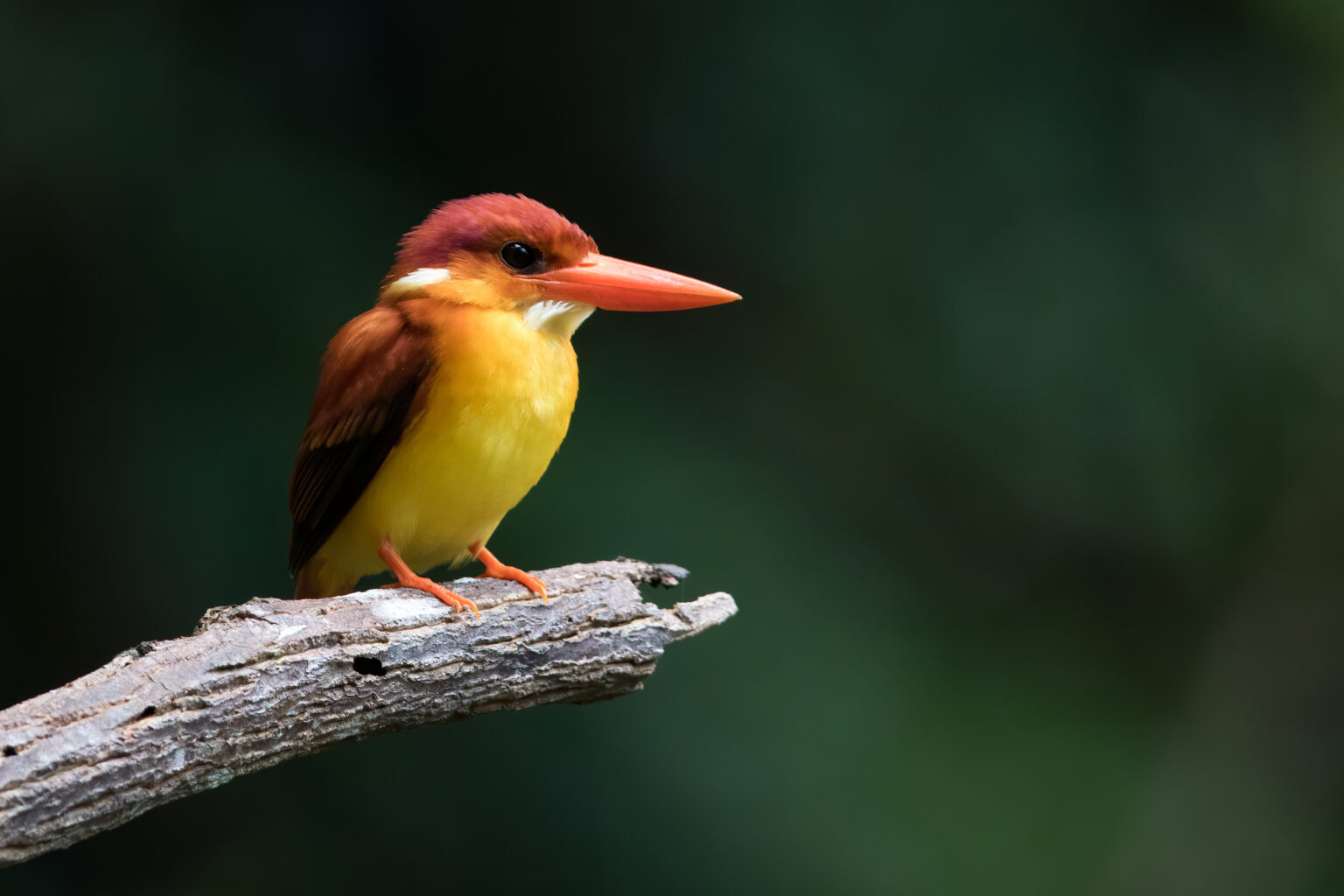 Rufous-backed Dwarf Kingfisher – Birds of Singapore