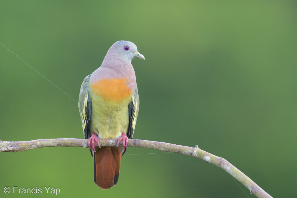 Birds of Singapore – By the Bird Society of Singapore
