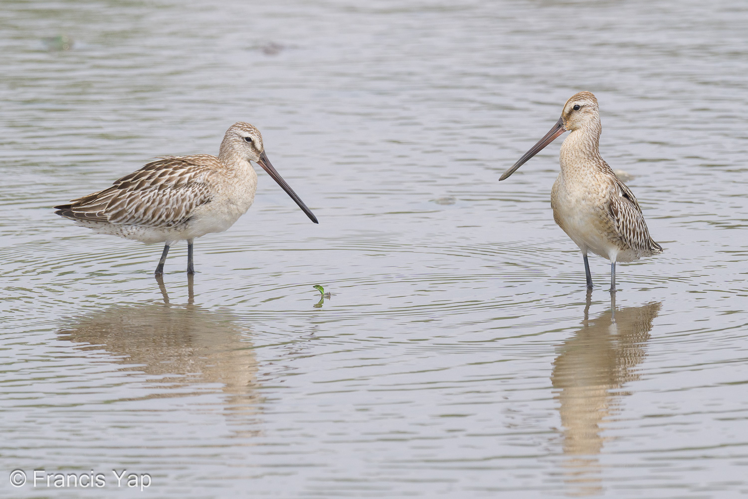 Asian Dowitcher – Birds of Singapore
